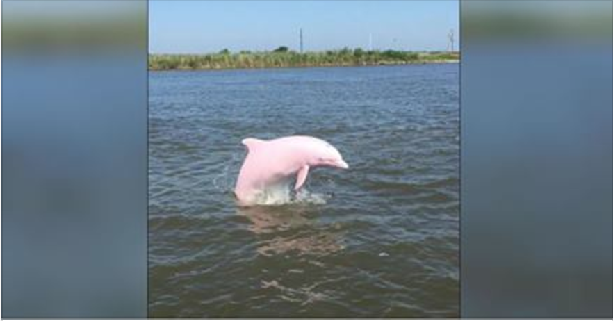 Rare Pink Dolphin Spotted Swimming In Louisiana Lake - Small Joys
