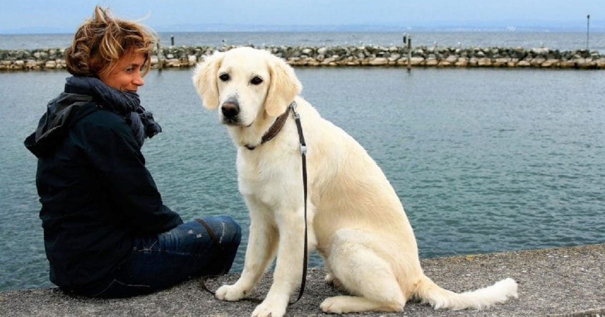 New Study Confirmed That Humans Love Dogs More Than They Love Humans ...