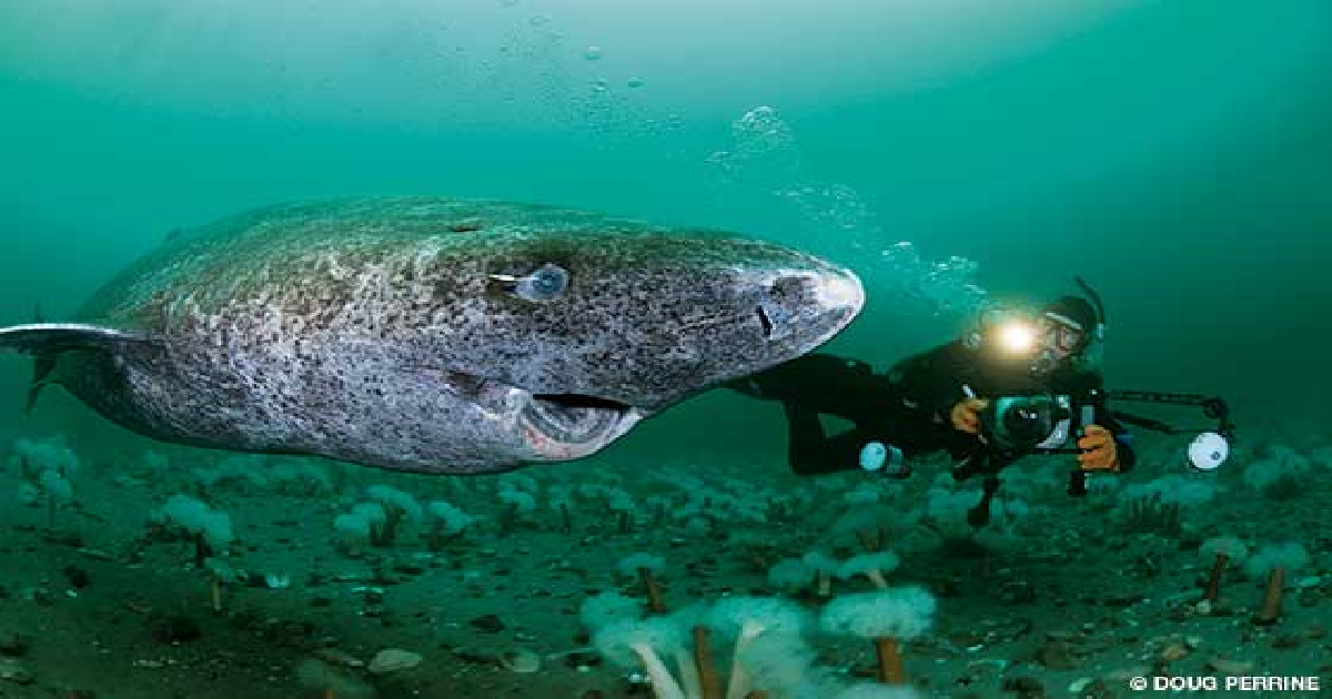 Worlds Oldest Captured Living Shark Believed To Be Over 400 Years Old Small Joys