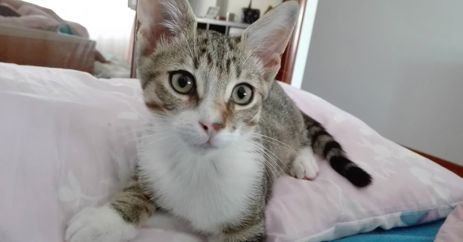 Oito motivos para se ter um gato em casa - Maisvibes