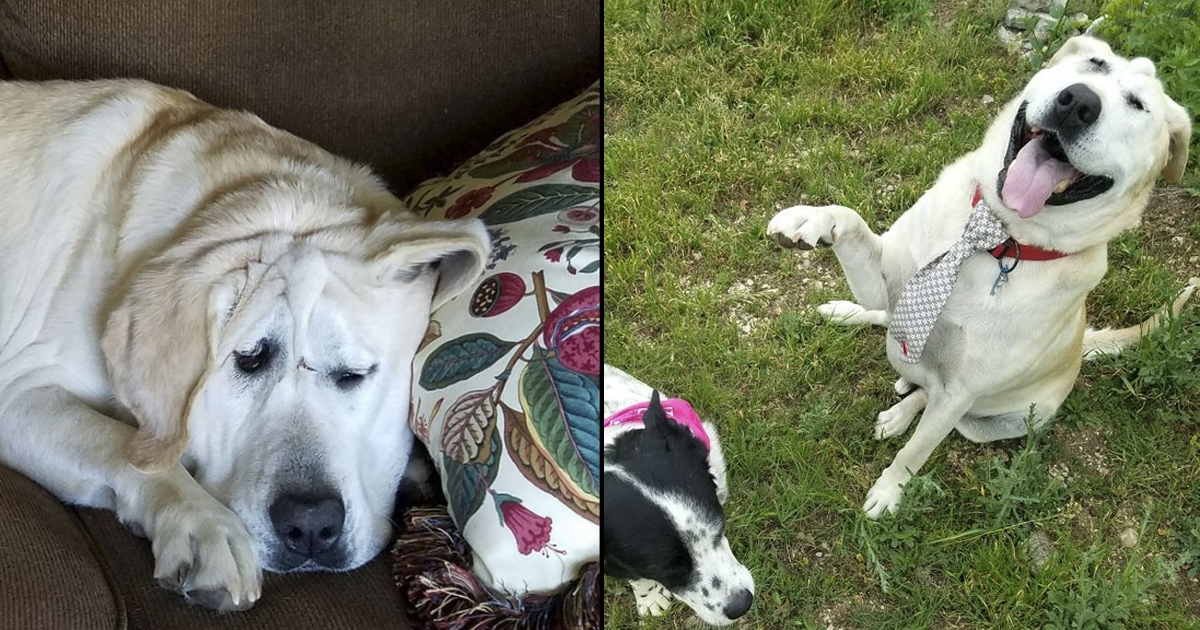 Dog Born With Deformed Face Got Adopted Into A Loving Home - Small Joys