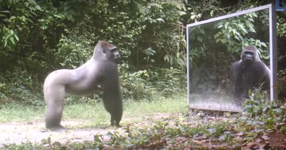 Hilarious Reactions Of Animals Seeing Their Reflection In The Mirror ...