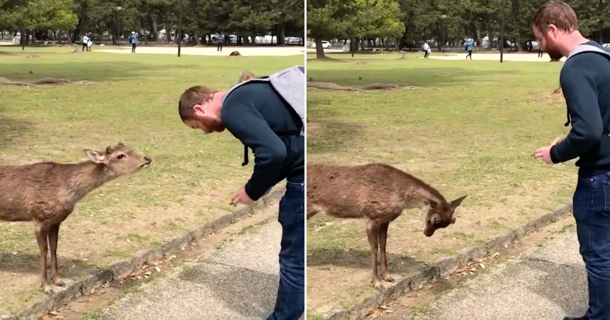These Adorable And Polite Animals Have Better Manners Than Humans