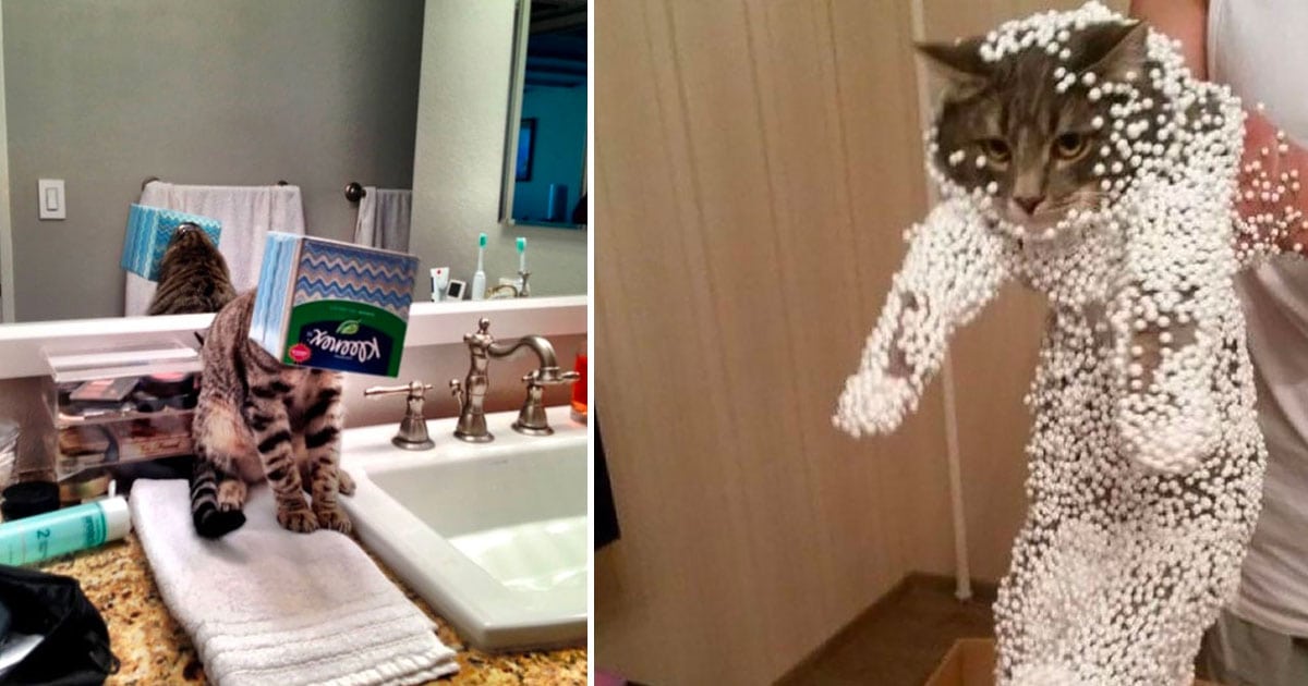 45+ Hilarious Cat Photos After They Made Horrid Mistakes - Small Joys