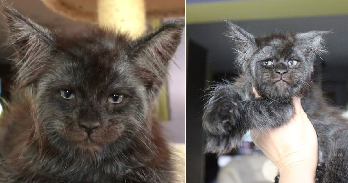 This 'Maine Coon Kitten' With A Human-Like Face Went Viral - Small Joys