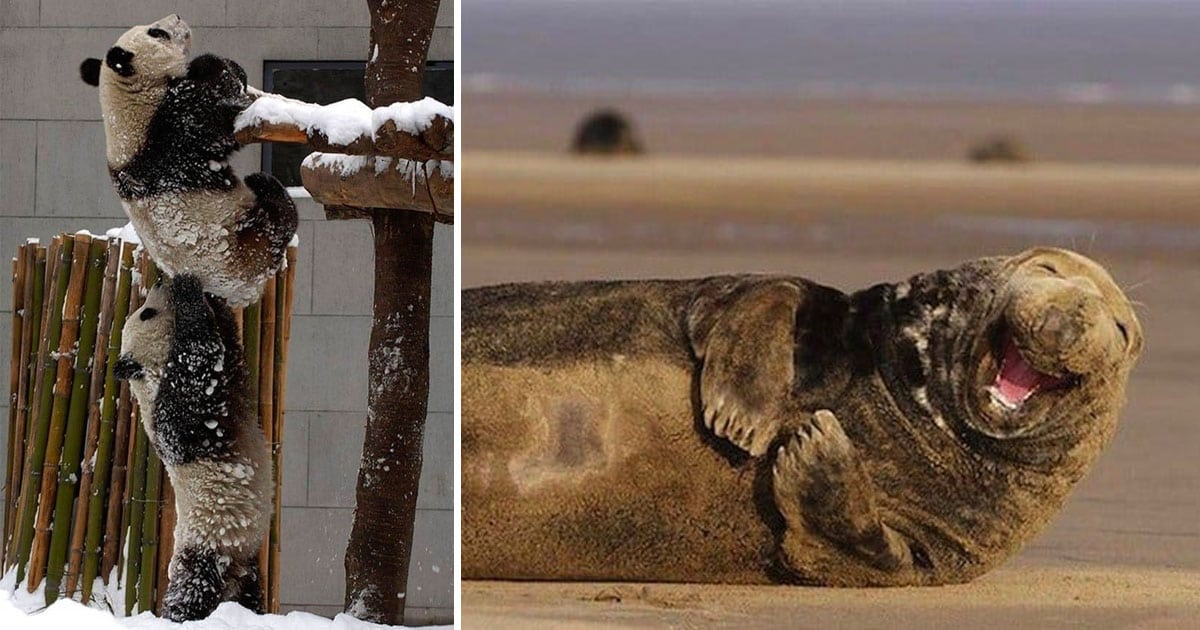 40+ Stunning Times Photos Of Animals Were Taken At Precisely The Right ...