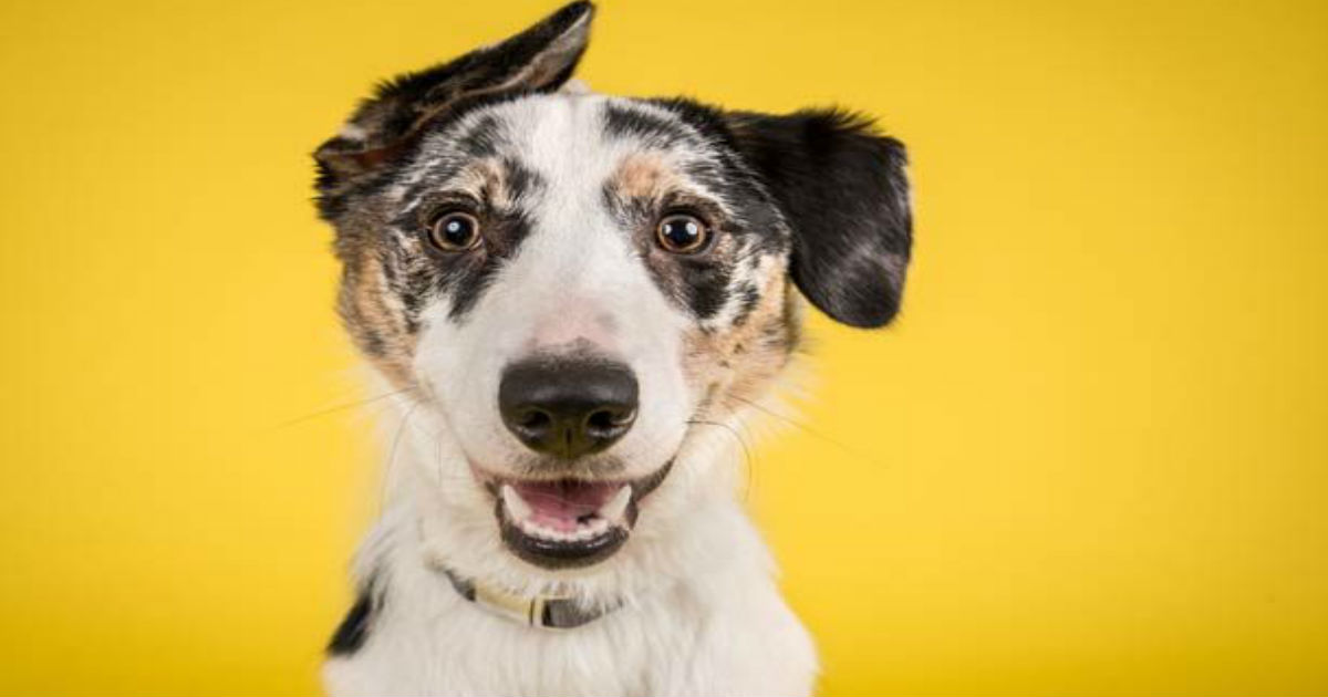 25 Most Intelligent Animals On Earth That Might Surprise You - Small Joys