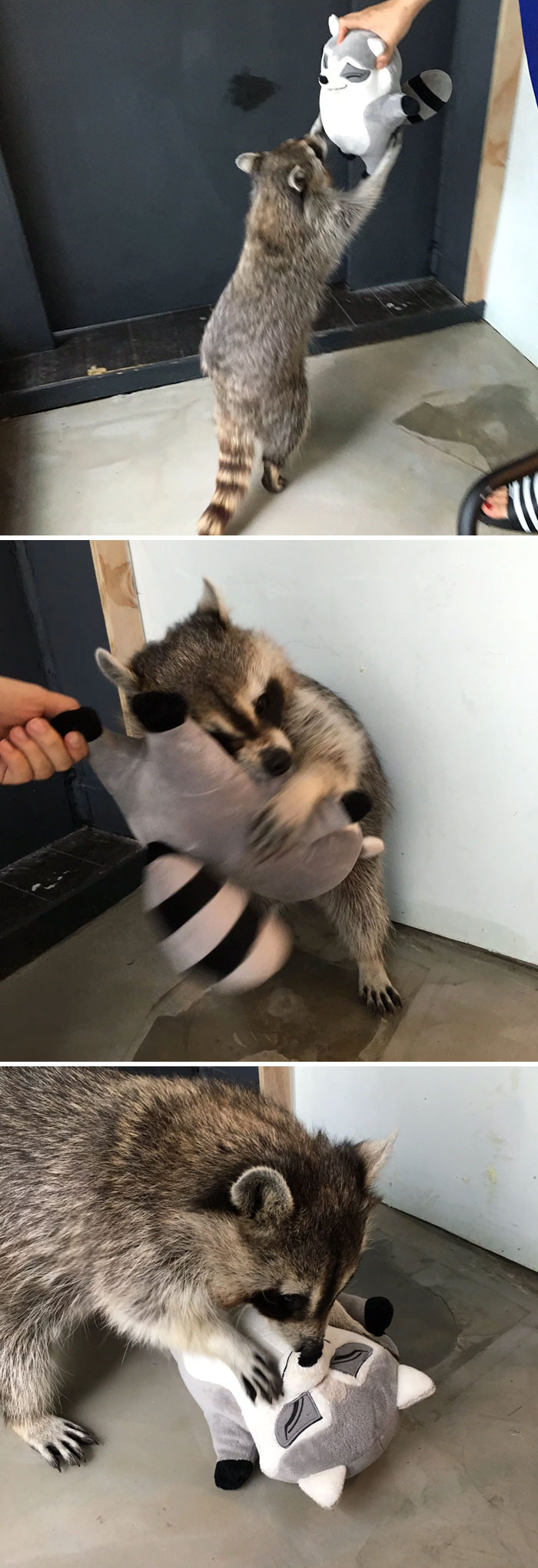 30 Pictures Proving That Trash Pandas Are The Funniest Animals In The ... 30 Pictures Proving That Trash Pandas Are The Funniest Animals In The ...