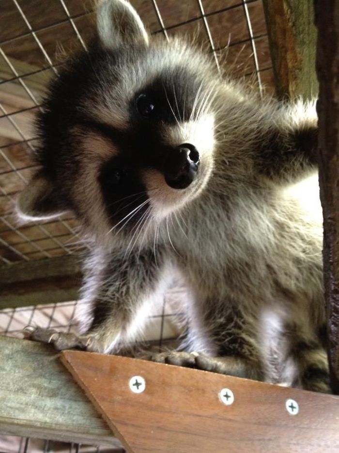 30 Pictures Proving That Trash Pandas Are The Funniest Animals In The ... 30 Pictures Proving That Trash Pandas Are The Funniest Animals In The ...