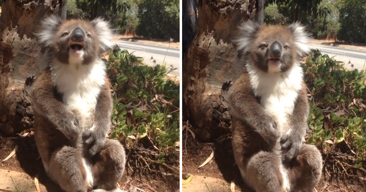 Coala chora igual a um bebê ao ser expulso de uma árvore - Maisvibes