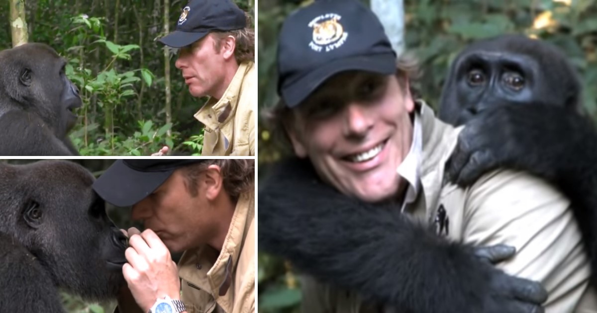 Man And Gorilla Saw Each Other Again After 5 Years, Their Emotional ...