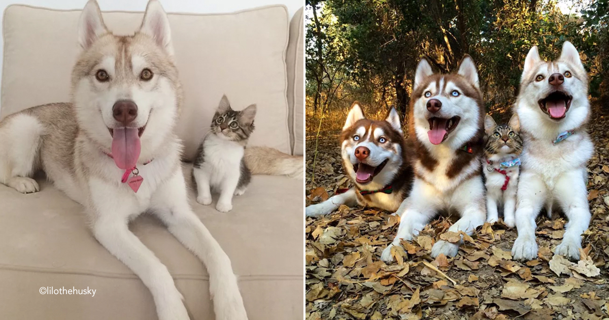 Tres perros Husky se convierten en mejores amigos con un gatito ...