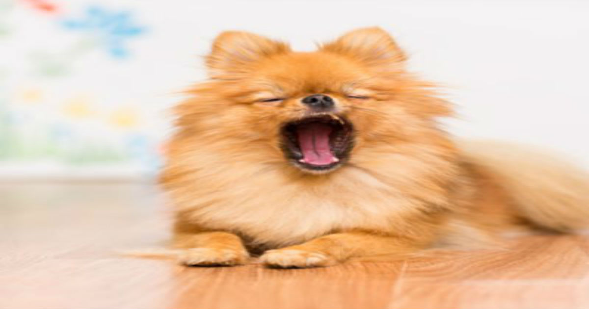 15 Signs Your Dog Is Secretly Mad at You - Small Joys