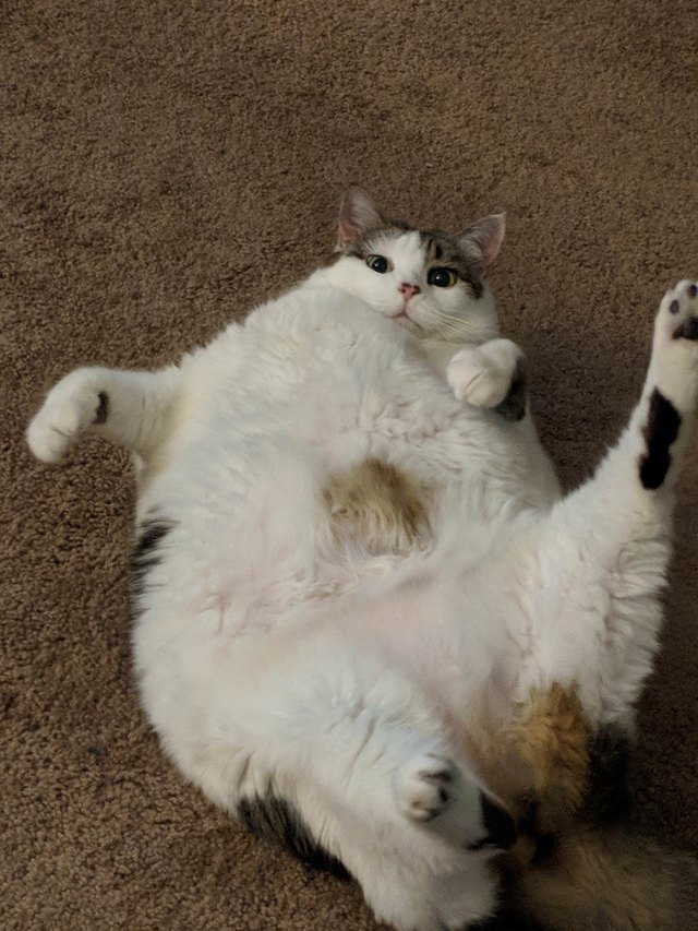 Just 24 Delightfully Chubby Cats Small Joys
