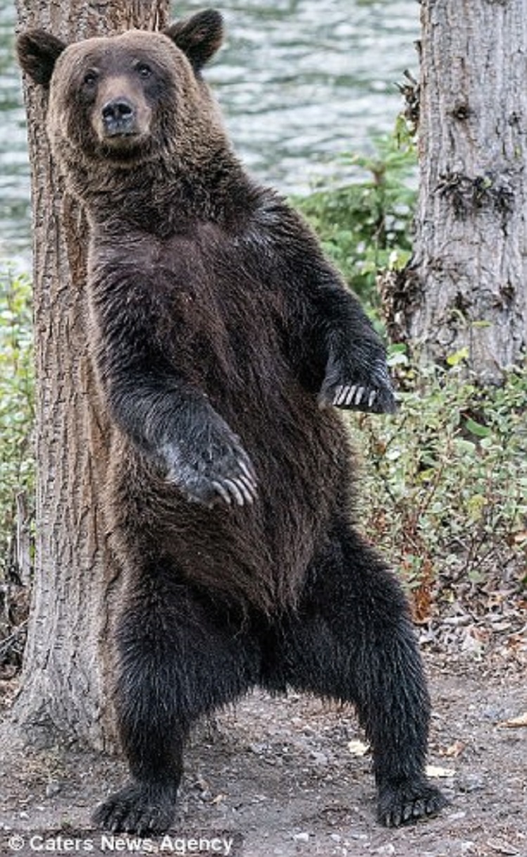 Un Homme Capture Une Vidéo Dun Ours Brun Au Canada En Train De Twerker Pour Sattaquer à Une