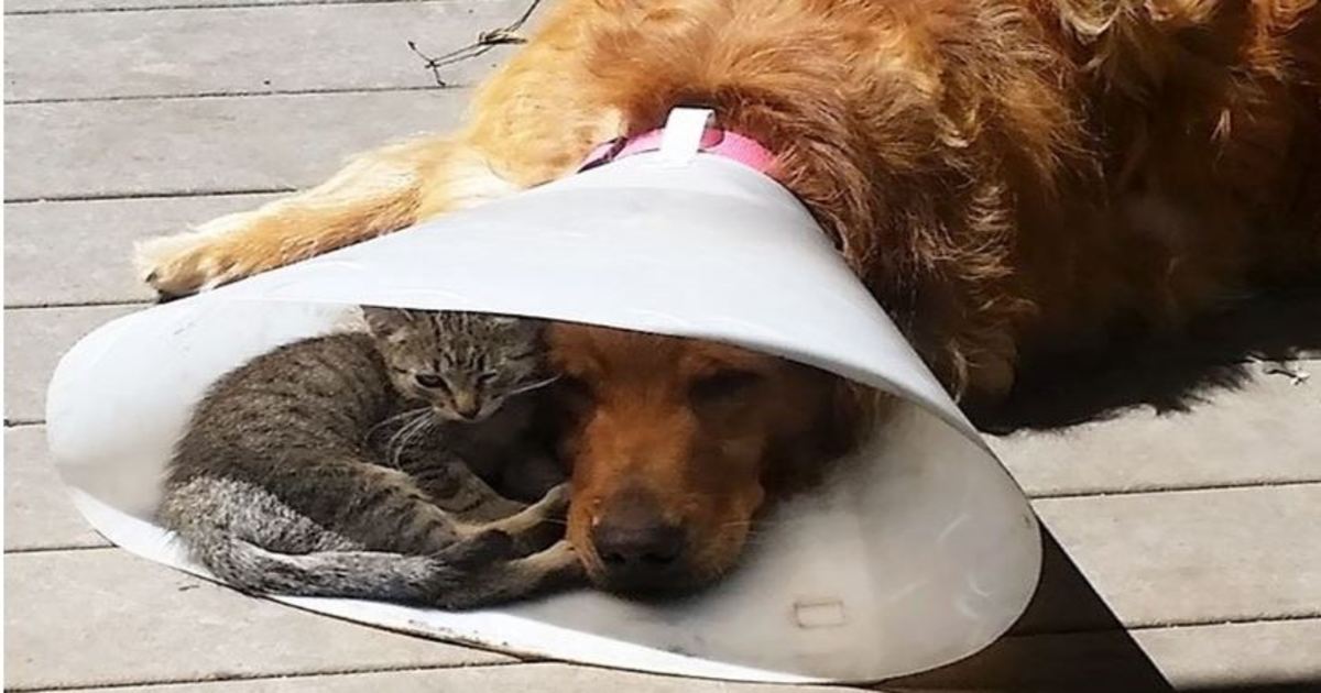 25 Fotos beweisen, dass Katzen die süßesten Dinge der Welt sind