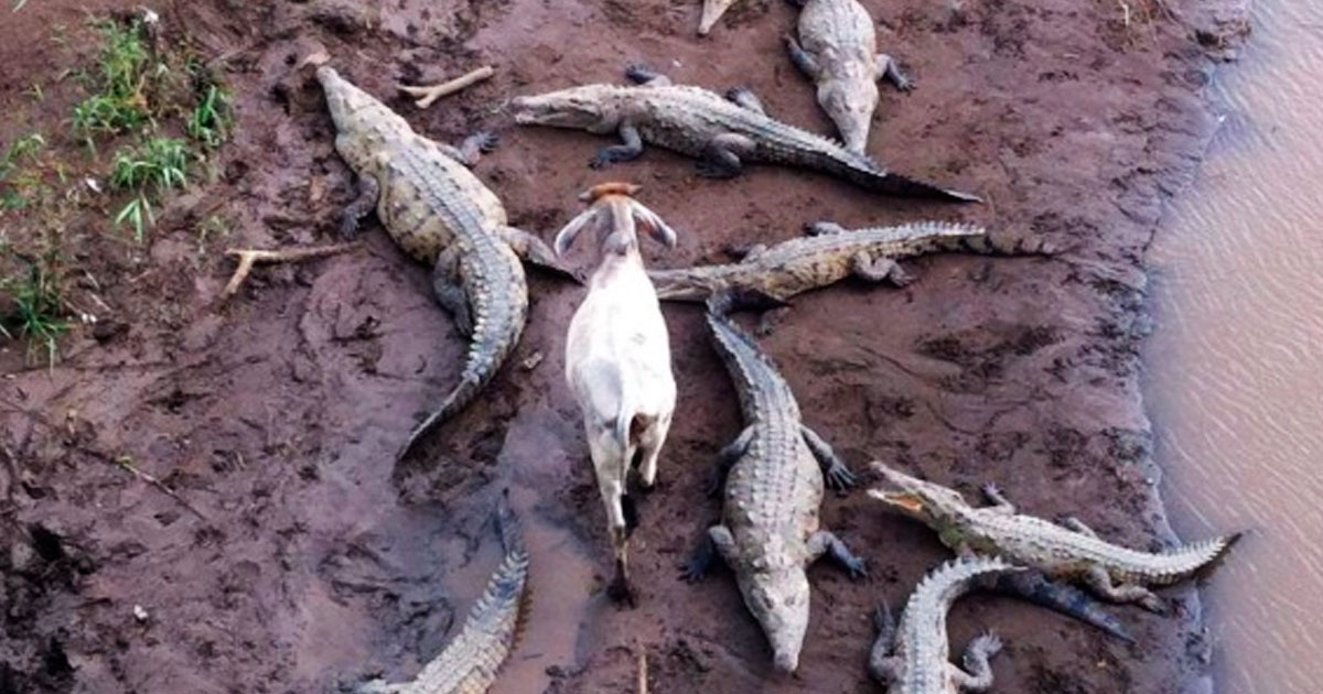 26 Animales que guardan la calma en cualquier situación - Small Joys