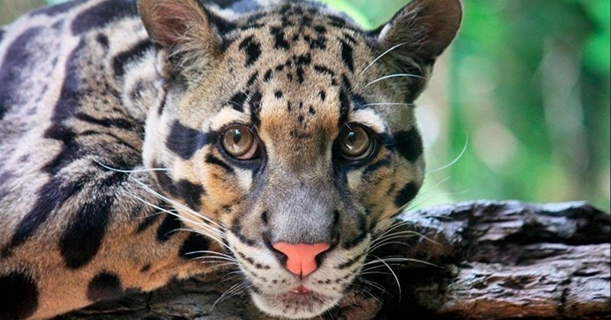 Los 16 felinos más raros del mundo - Small Joys