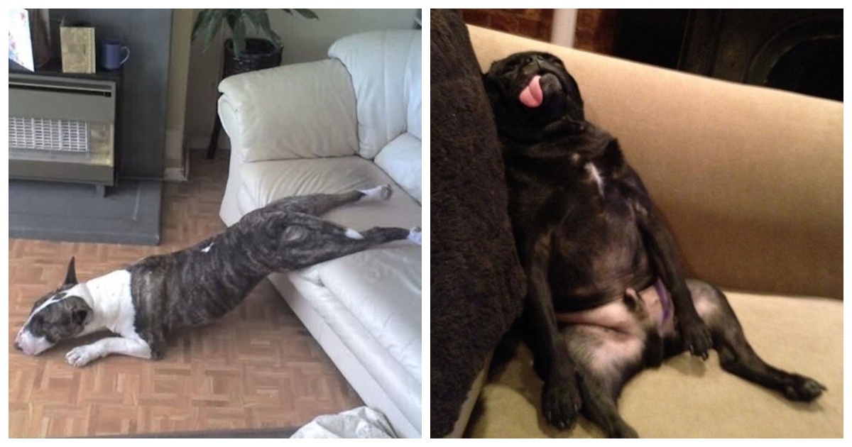 30 Adorable Dogs Sleeping in the Most Awkward Positions