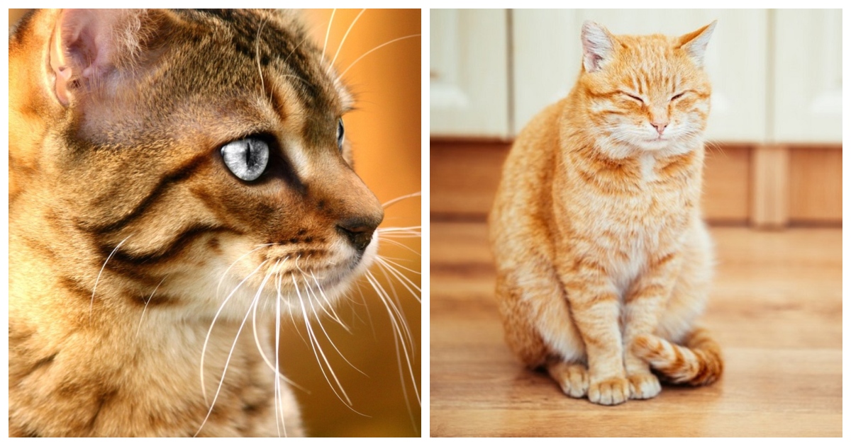 Cats Protect Their Owners From Ghosts And Negative Influences Around ...