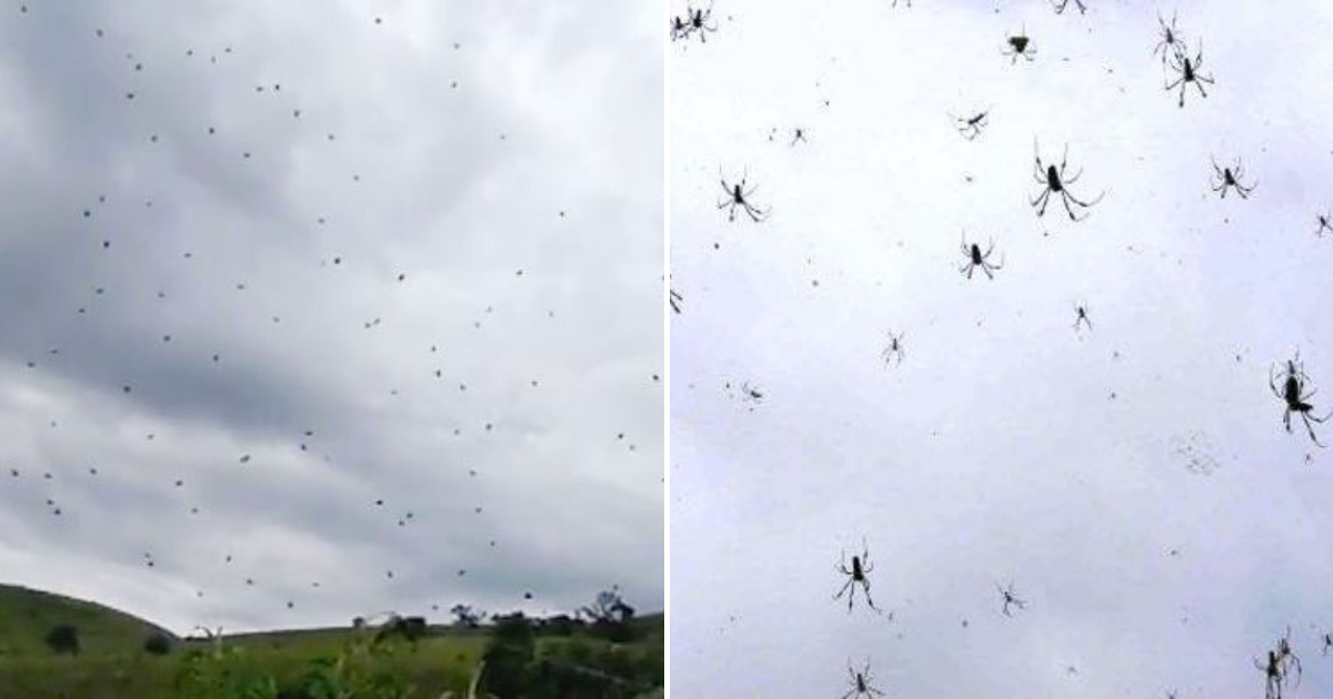 Thousands Of Spiders Fell From The Sky Forcing Frightened Residents To ...