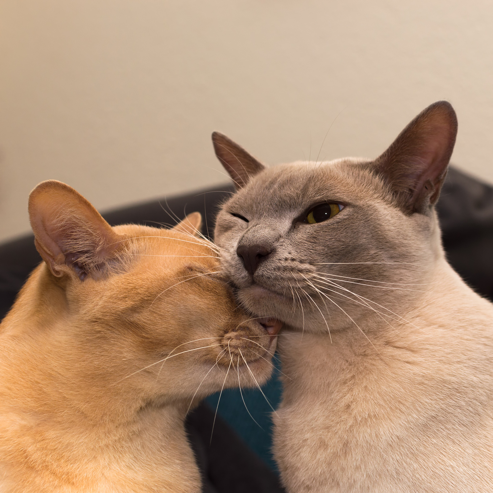 15 Adorable Cat Couples That Will Melt Your Heart Small Joys