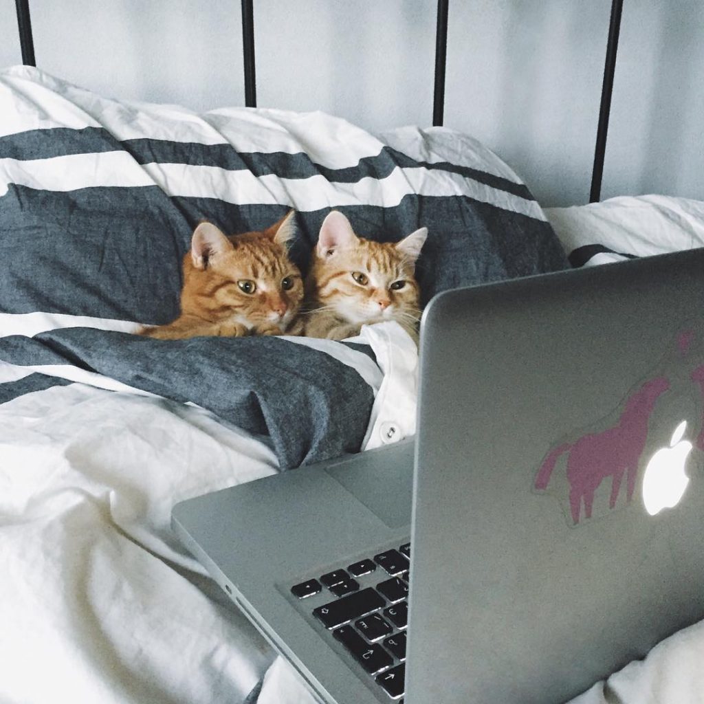 15 Adorable Cat Couples That Will Melt Your Heart Small Joys