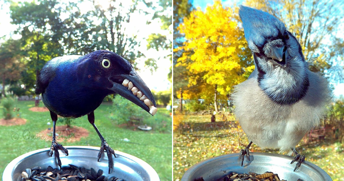 A Woman Set Up A Photo Booth For Birds In Her Yard And Got The Most ...