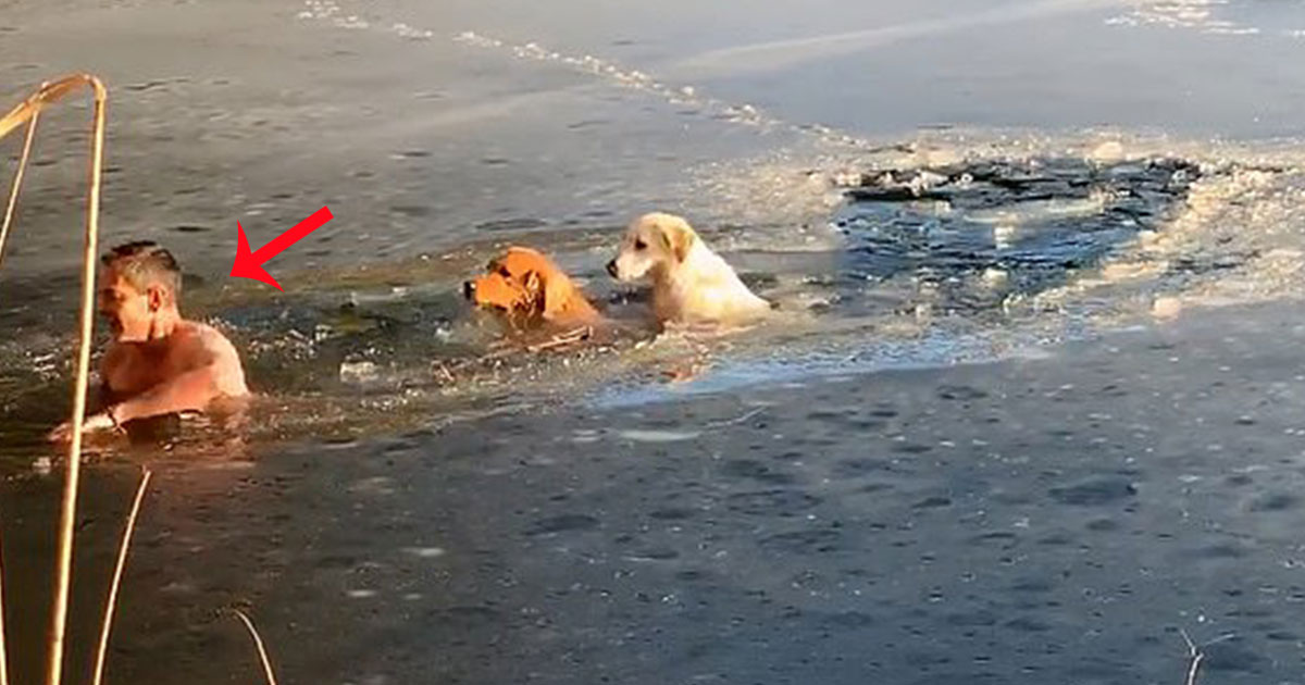 Footage Shows A Man And His Golden Retriever Diving Into Frozen Lake To ...