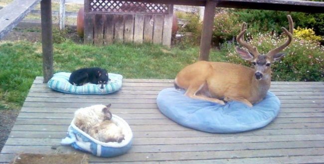 26 Animales que guardan la calma en cualquier situación - Va a gustarme