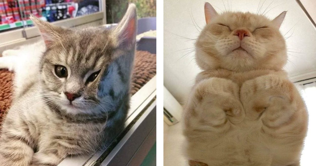 40 Hilarious Photos Showing Why Cats Are Perfect With Glass Tables Small Joys