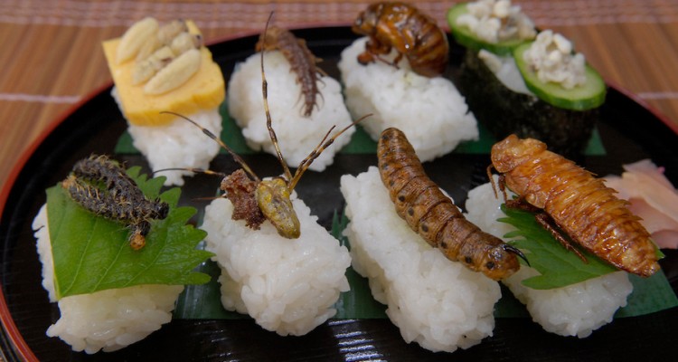 BUGS Will Be Our Main Protein Source In The Future, Scientists Claimed ...