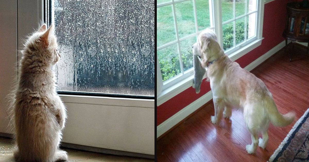 Pictures Of Animals Waiting For Their Owners To Return Are The Cutest ...
