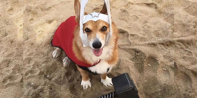 Adorable Corgis Costumed As Thor = Thorgies - Small Joys