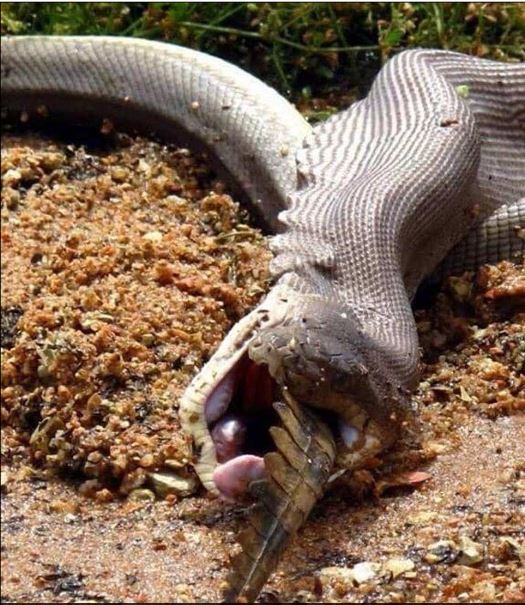 Photographs Show How A Crocodile Was Swallowed Whole By A Python In ...