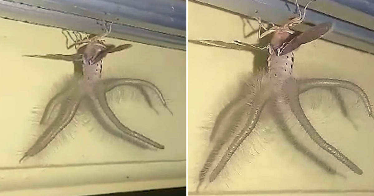 Man Notices A Bizarre 'Alien-Like' Winged And Tentacled Creature ...