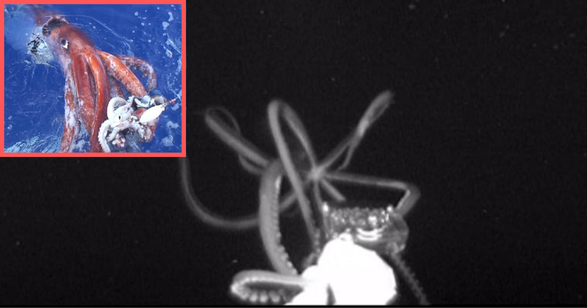Giant Deep Sea Squid Caught on Camera In the US for the First Time