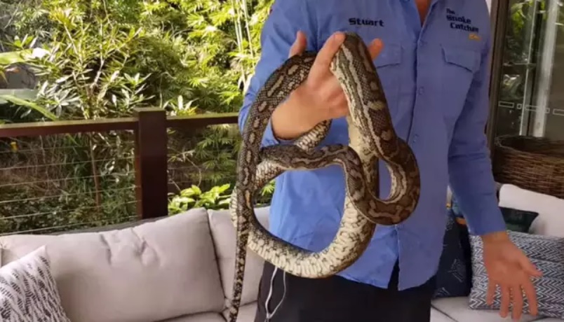 Family Called For Help After Spotting Giant Python Resting On Their ...