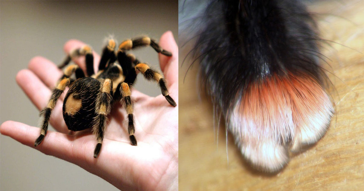 These Tiny Paws Of Spiders Are Just Too Cute - Small Joys