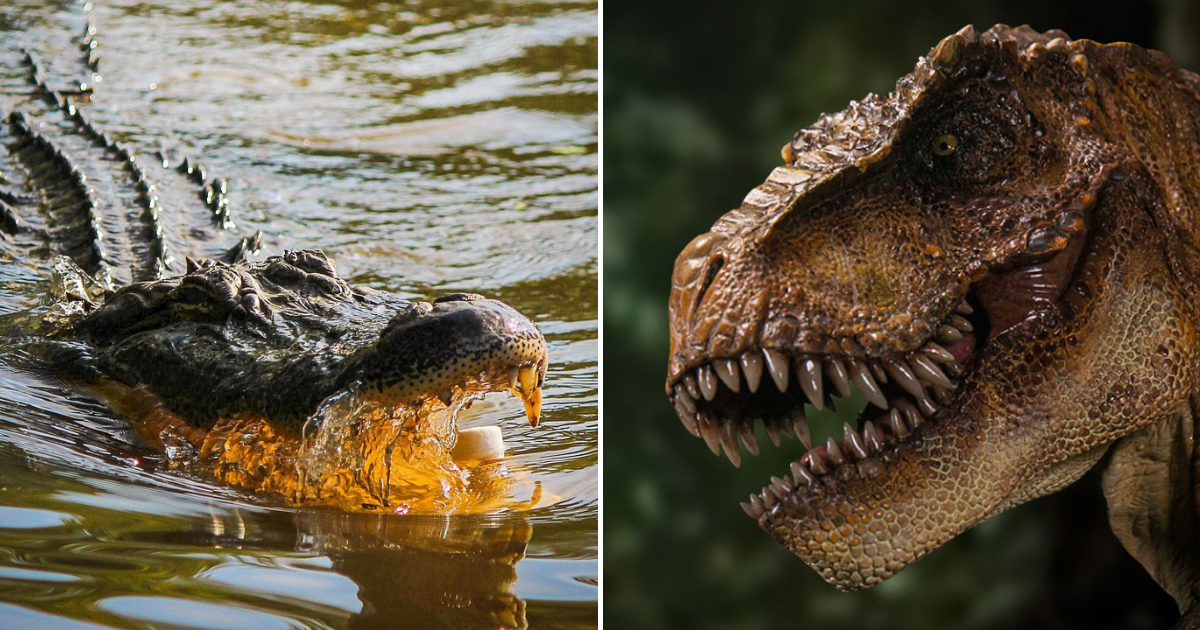 Epic Showdown Between Alligator And T-Rex – Who Will Emerge Victorious!?