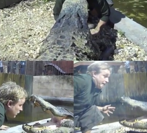 An Animal Wrangler Cleaned The Teeth of an Alligator With His Bare ...