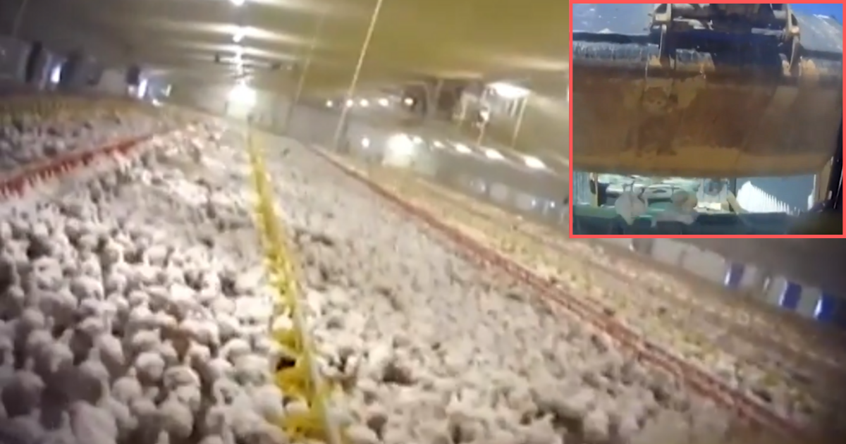 Deformed and Paralyzed Chickens Found In Nandos Farms - Small Joys