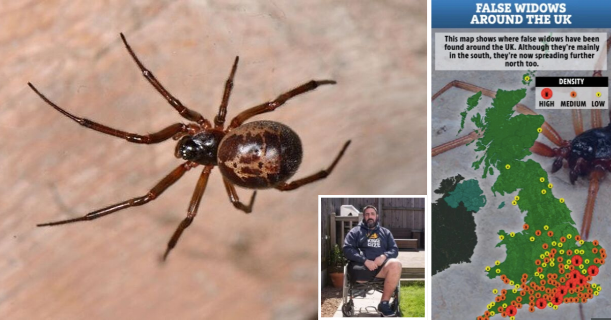 Venomous False Widow Spider Has Made People Disabled
