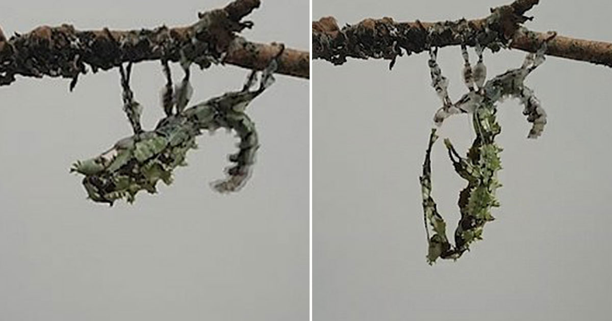 Video Of A Stick Insect Shedding Its Skin And Becoming Twice Its ...