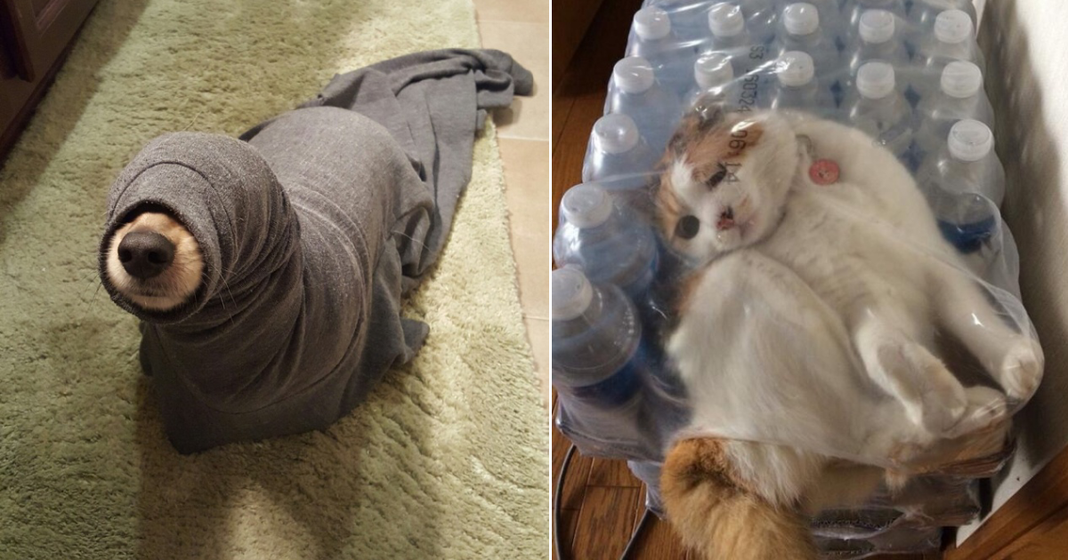 15+ Stuck Animals That You Can't Help But Laugh At Them While They Need ...