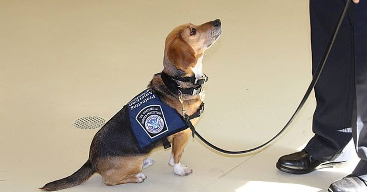 A Rescued Dog Joined Homeland Security's Airport Beagle Brigade - Small ...