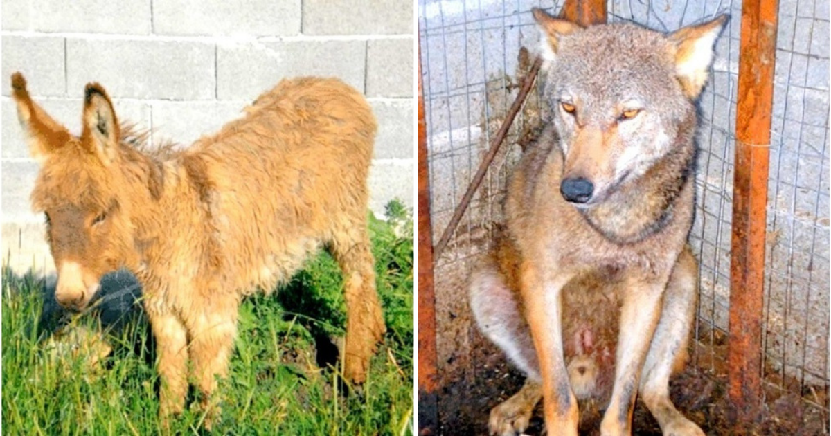 Man Tried To Feed A Hungry Wolf With A Weak Donkey But The Two Animals ...