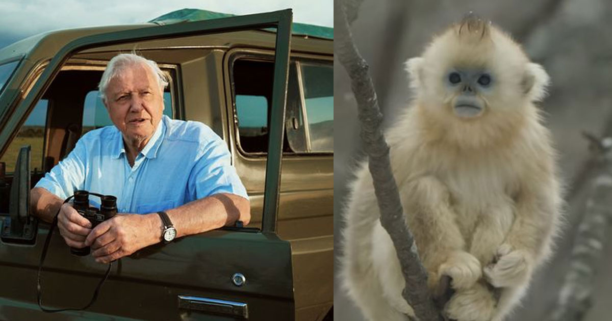 Natural Historian Finally Got To Film The Rare Monkeys After Waiting 50 ...