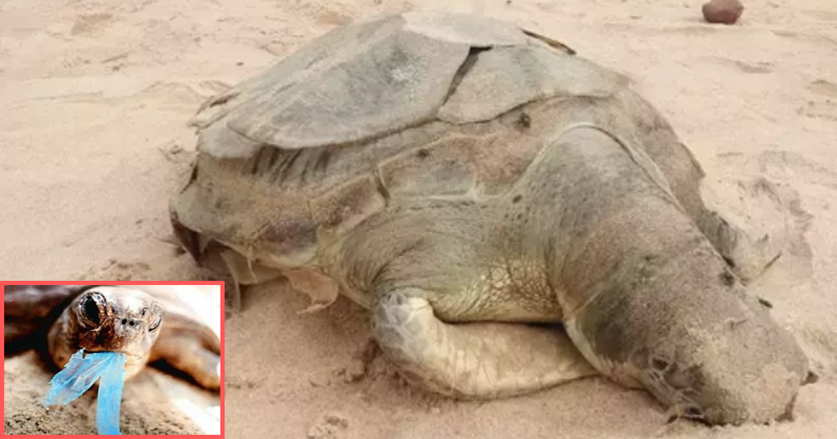 The Plastic Calamity Hits Again As 104 Pieces of Plastic are Found In A ...