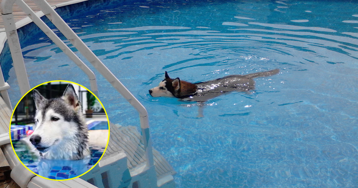 Adorable Husky Relaxes Himself By Swimming In The Backyard Pool
